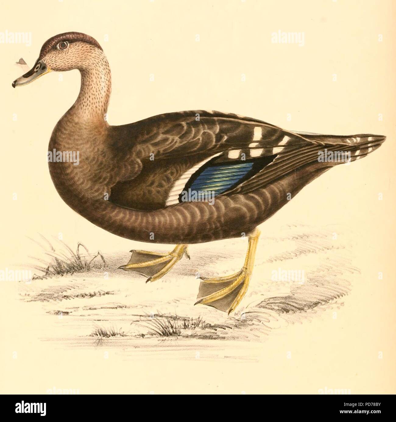 Sparsa hi-res stock photography and images - Alamy