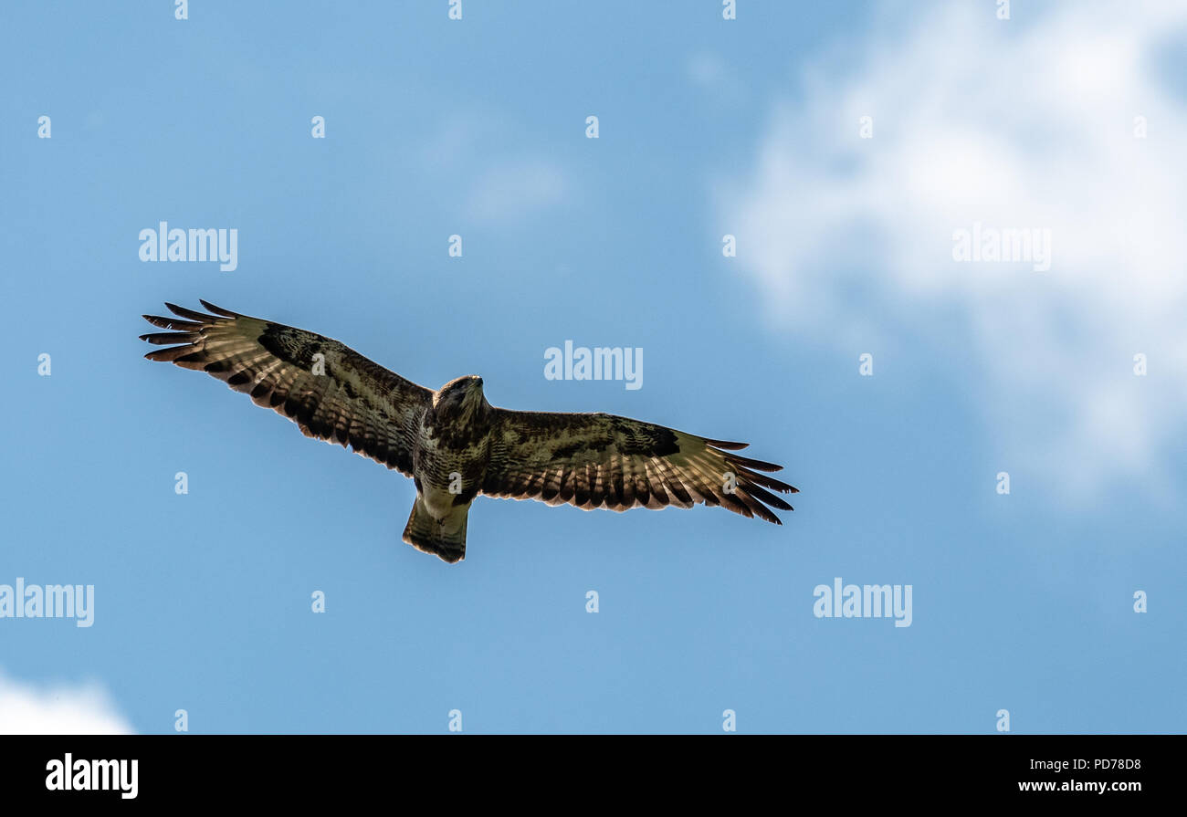 Buzzards uk hi-res stock photography and images - Alamy