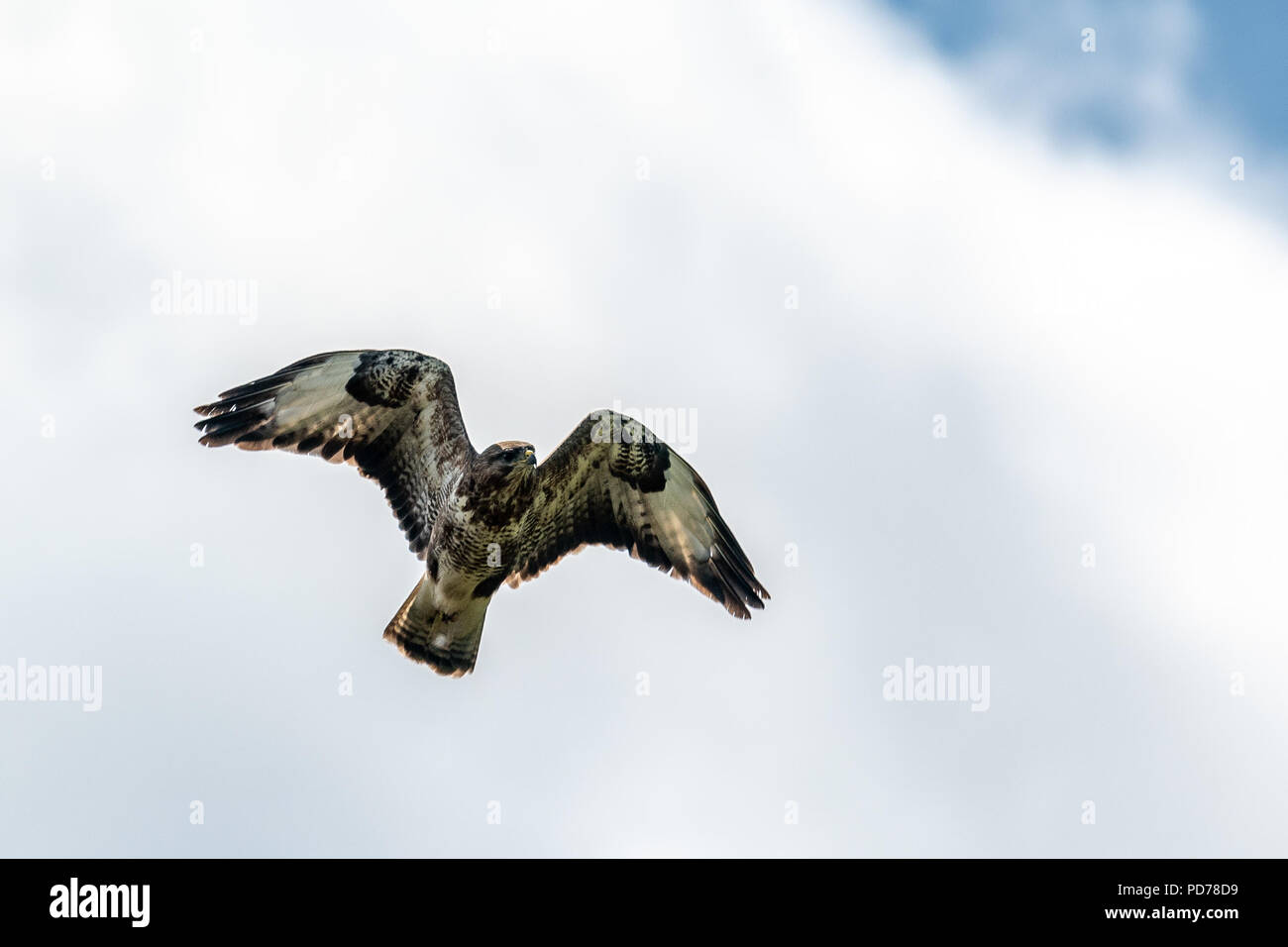Buzzards uk hi-res stock photography and images - Alamy