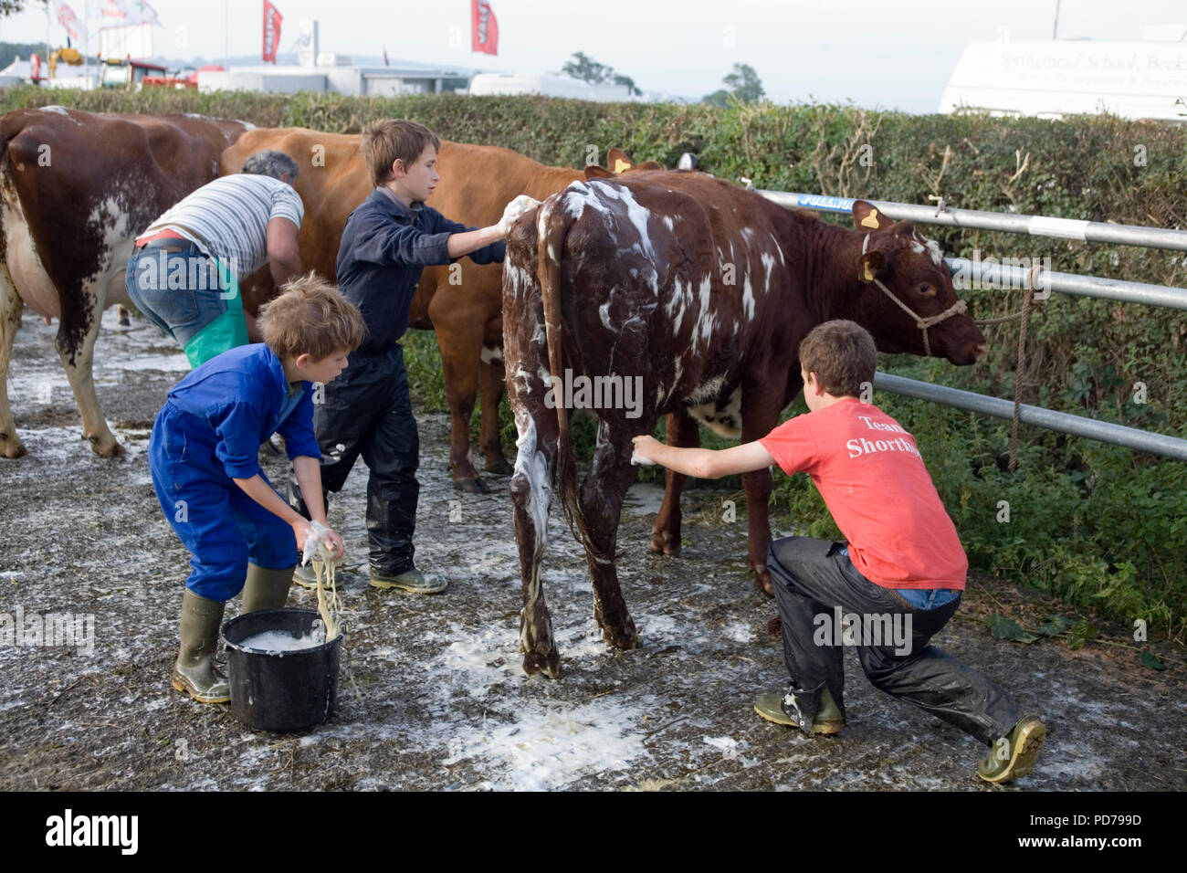 Frome Cheese Show 2006 washing cattle Stock Photo - Alamy