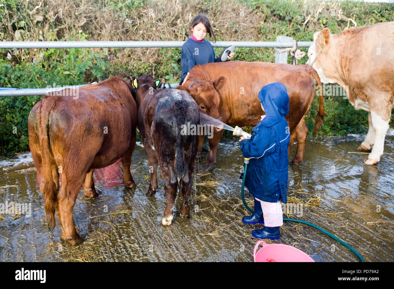 Preparing cattle for show hi-res stock photography and images - Alamy