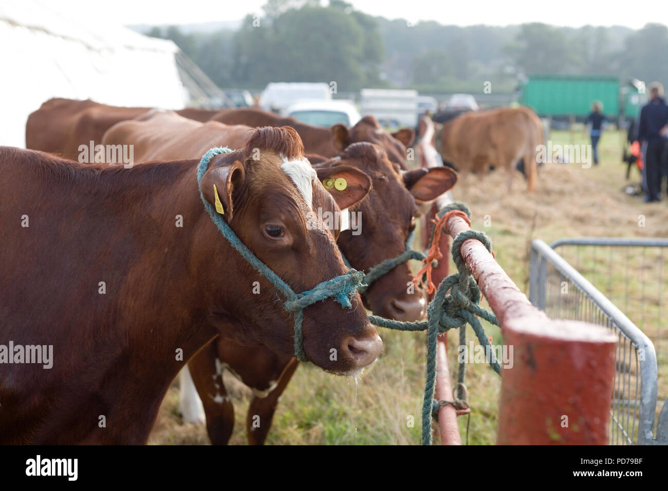 Frome cheese show hi-res stock photography and images - Alamy