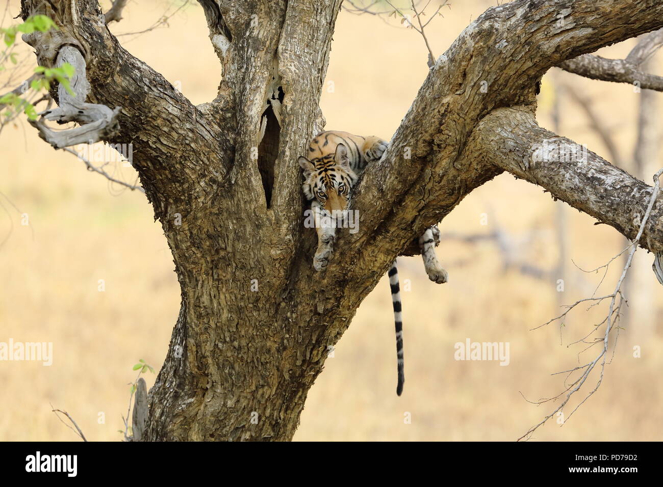 A sub-adult tiger cub sits high in his perch in a tree , his tail ...