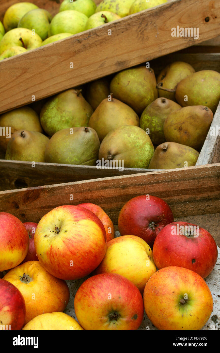 Trays of apples hi-res stock photography and images - Alamy