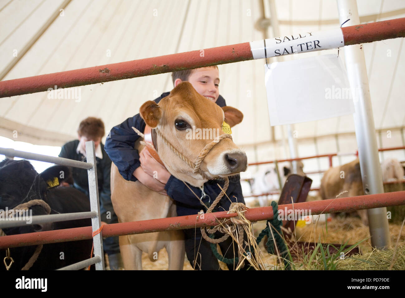 Frome Cheese Show 2006 boy with Jersey cow Stock Photo - Alamy