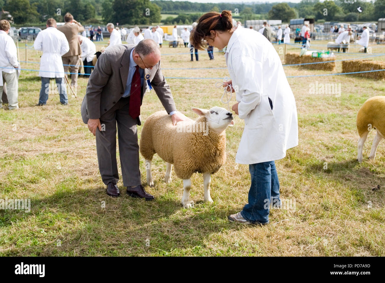 Frome Cheese Show 2006 - Sheep Stock Photo - Alamy