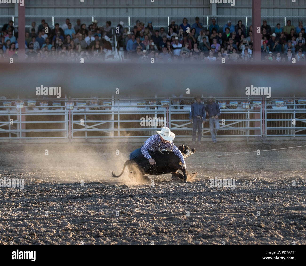 A cowboy successfully captures a calf during the tie-down competition ...