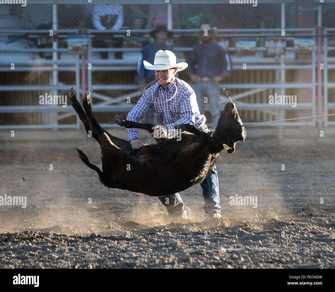 Hog tie hi-res stock photography and images - Alamy