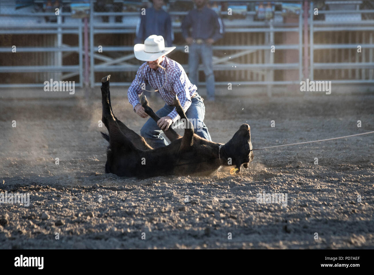 Hog Tie High Resolution Stock Photography and Images - Alamy