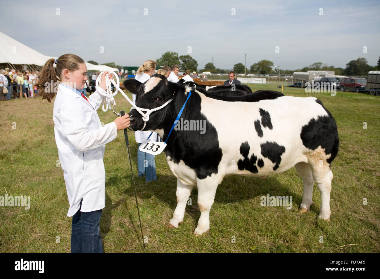 Frome Cheese Show 2006 - girl with bullock Stock Photo - Alamy