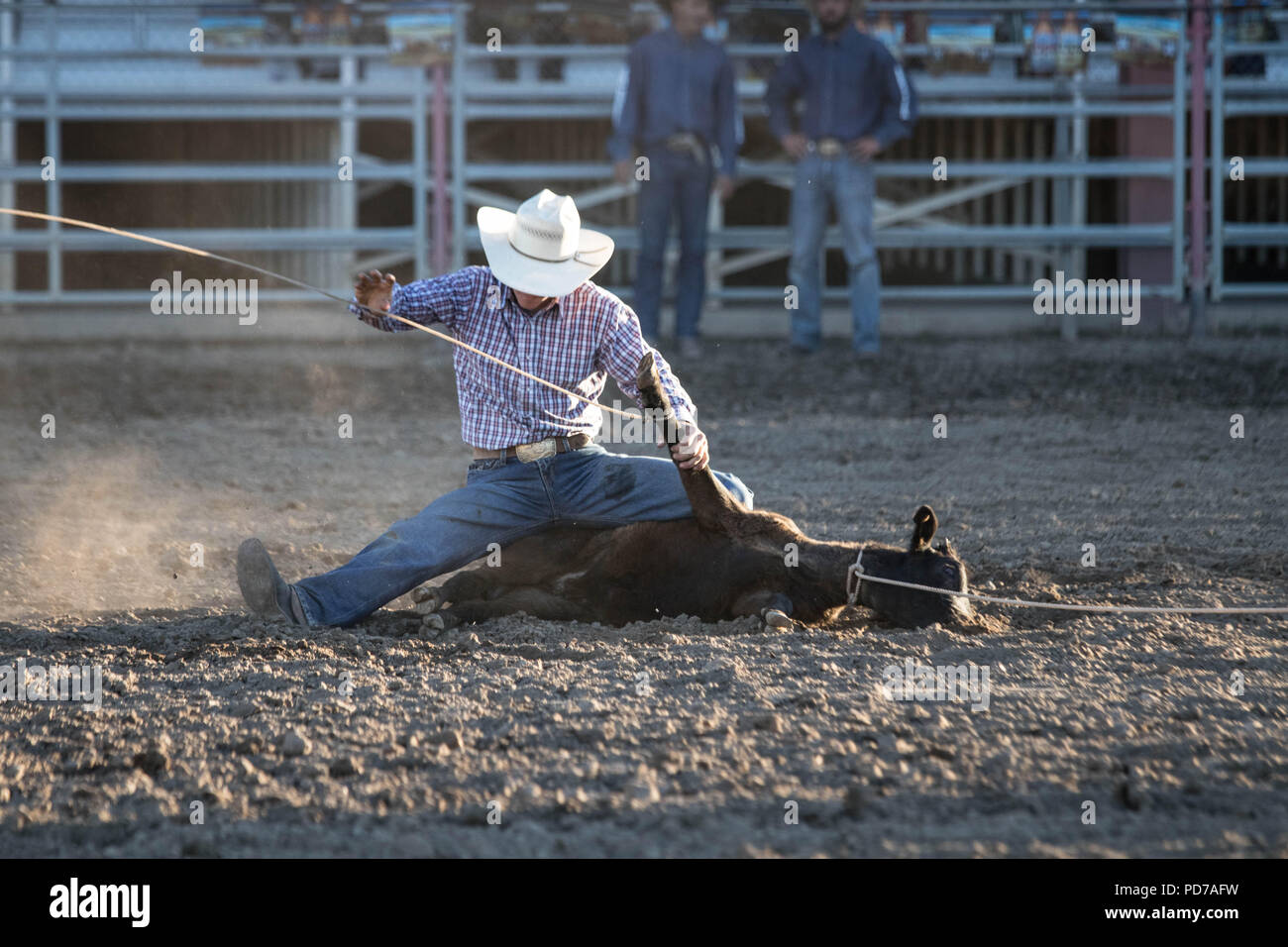 Hog tied hi-res stock photography and images - Alamy