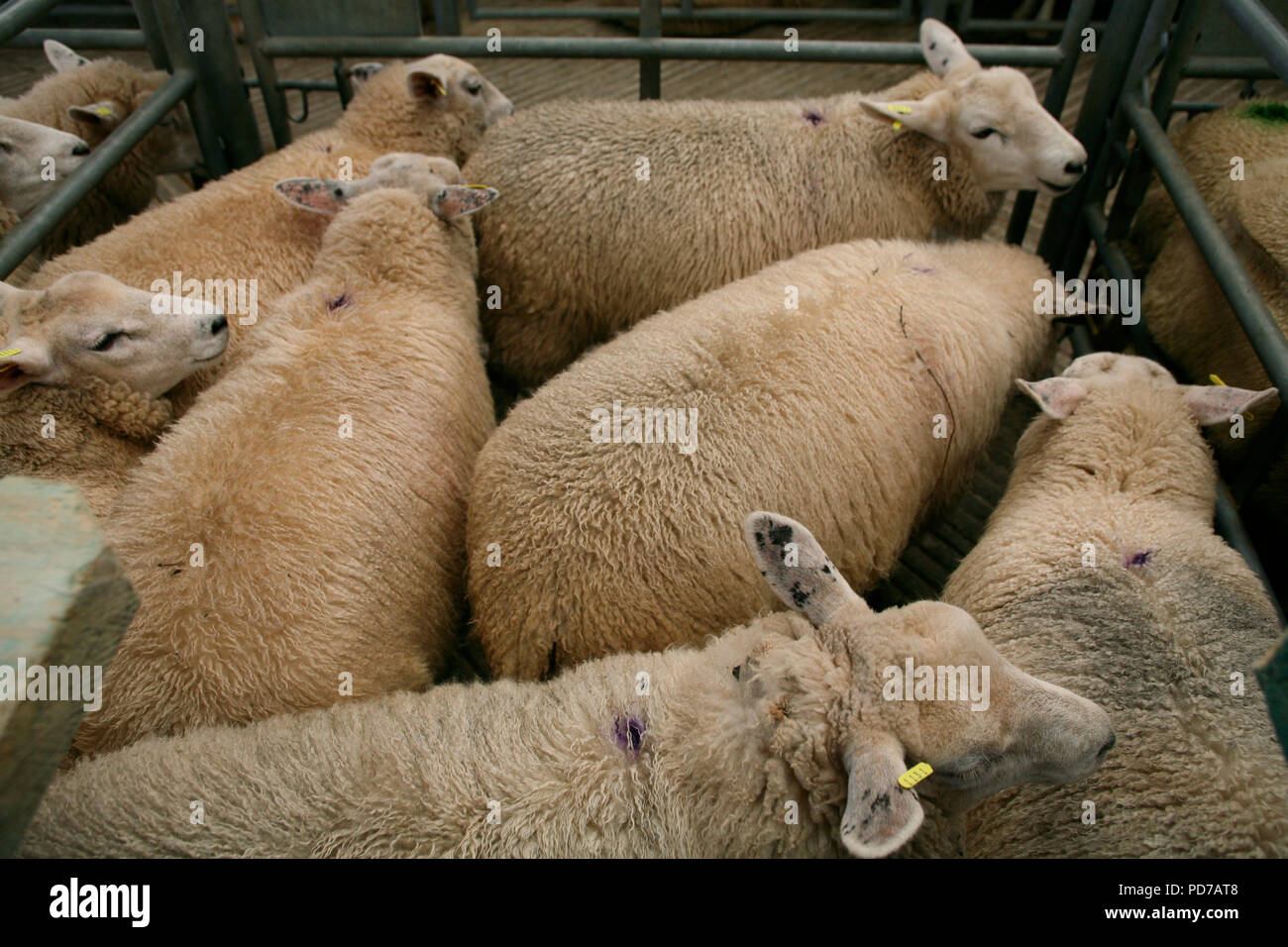 Sheep at Frome livestock market Stock Photo - Alamy
