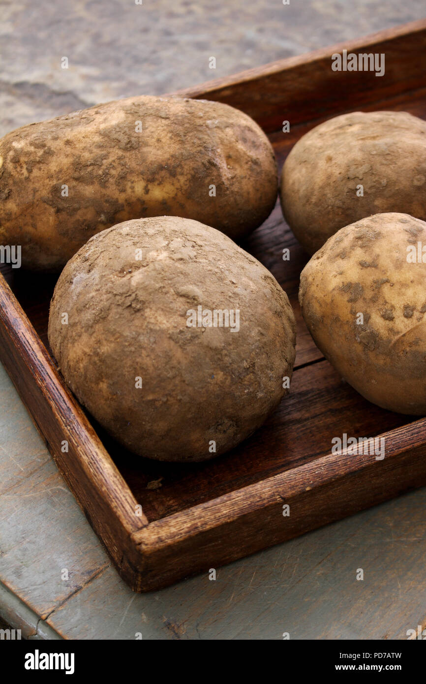 Washed field potatoes hi-res stock photography and images - Alamy