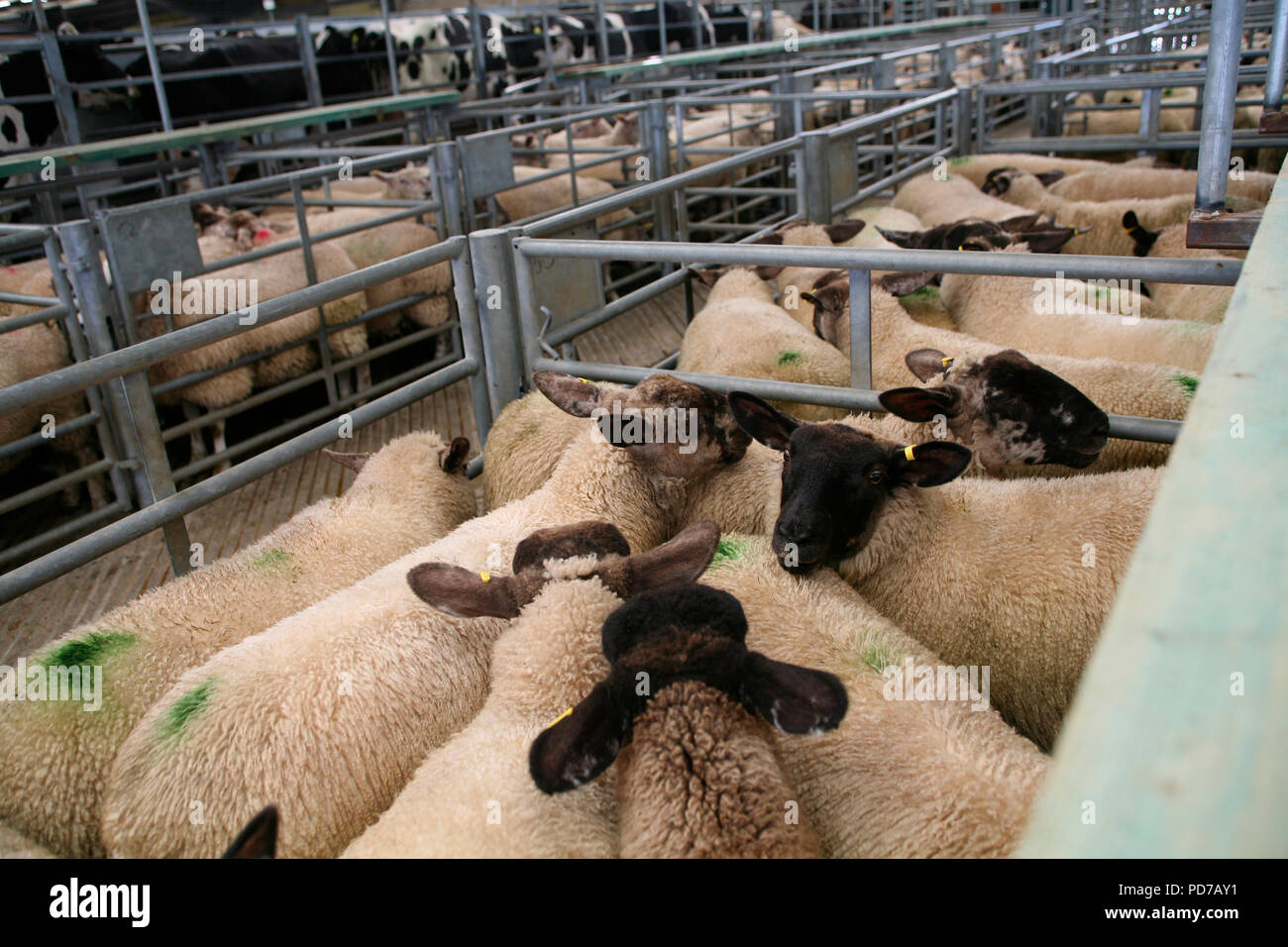 Frome livestock hi-res stock photography and images - Alamy