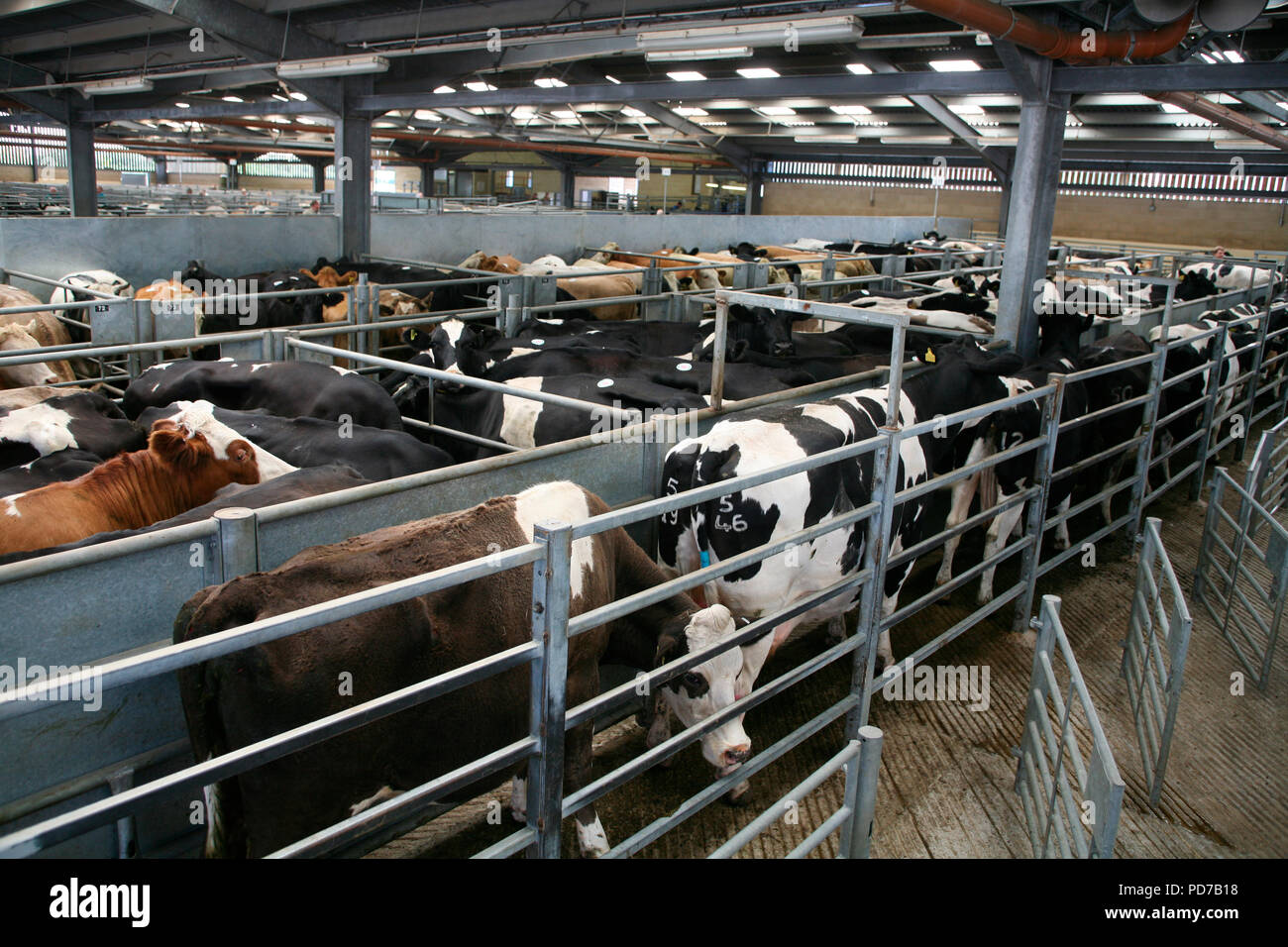Cattle at Frome livestock market Stock Photo - Alamy