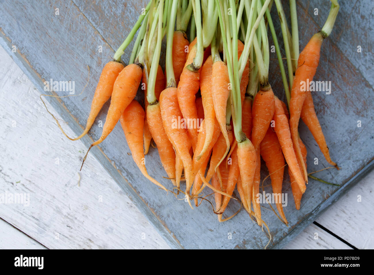 preparing small baby carrots Stock Photo - Alamy