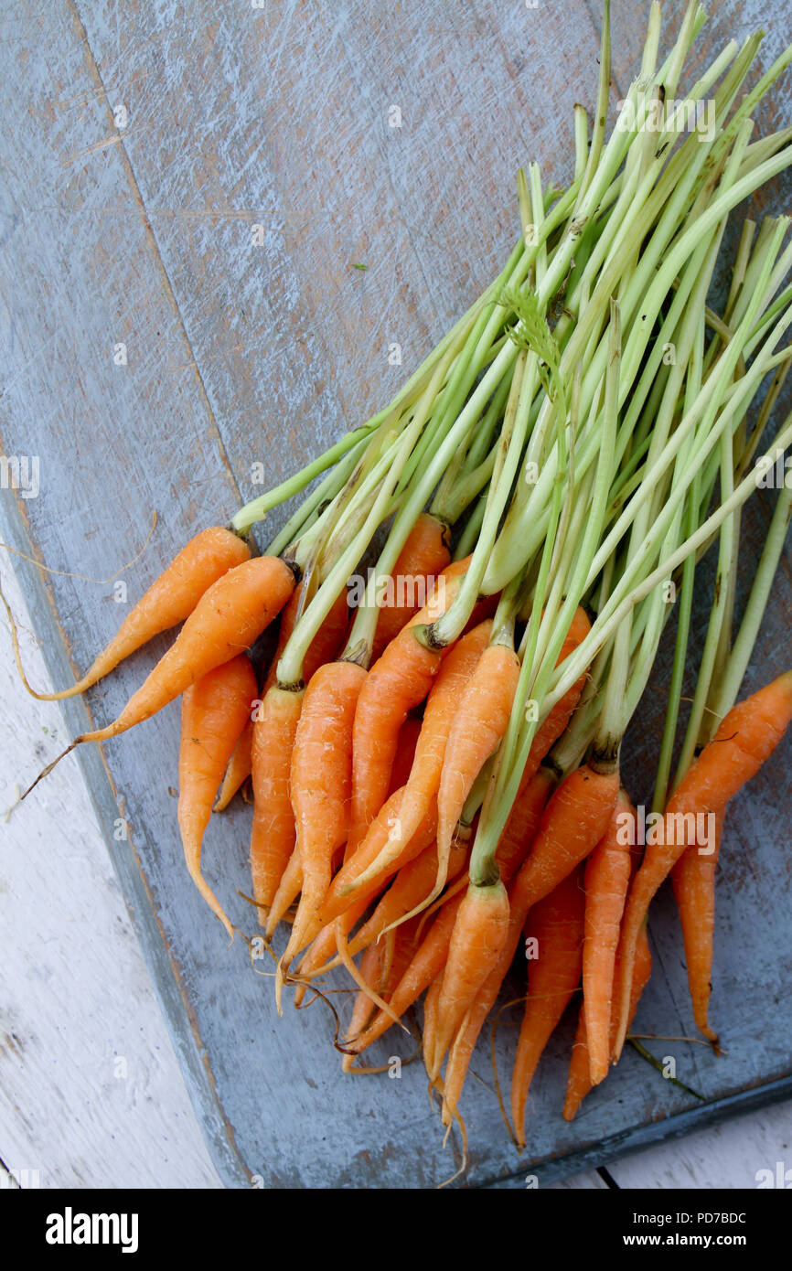 preparing small baby carrots Stock Photo - Alamy