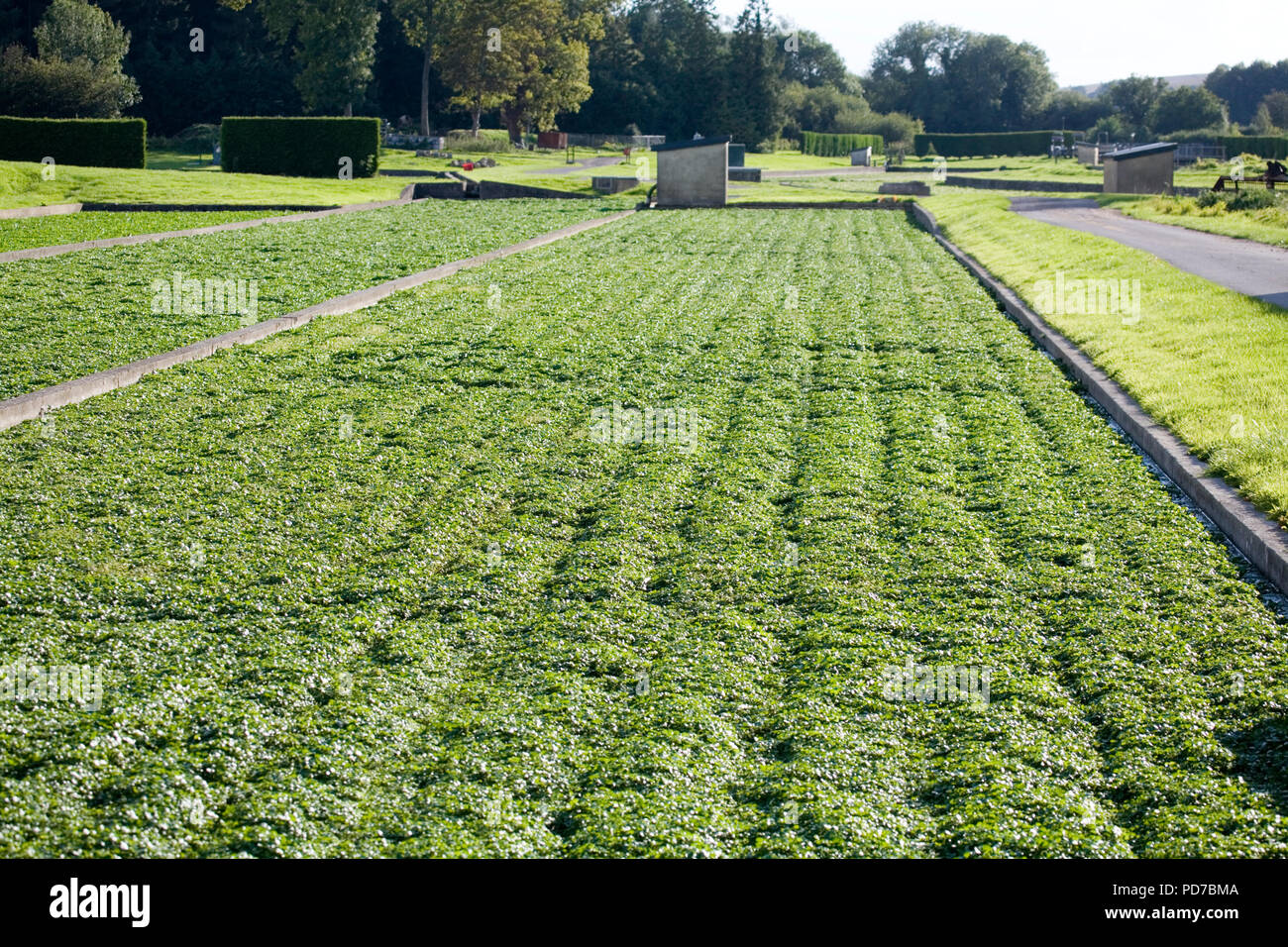 Watercress fields hi-res stock photography and images - Alamy