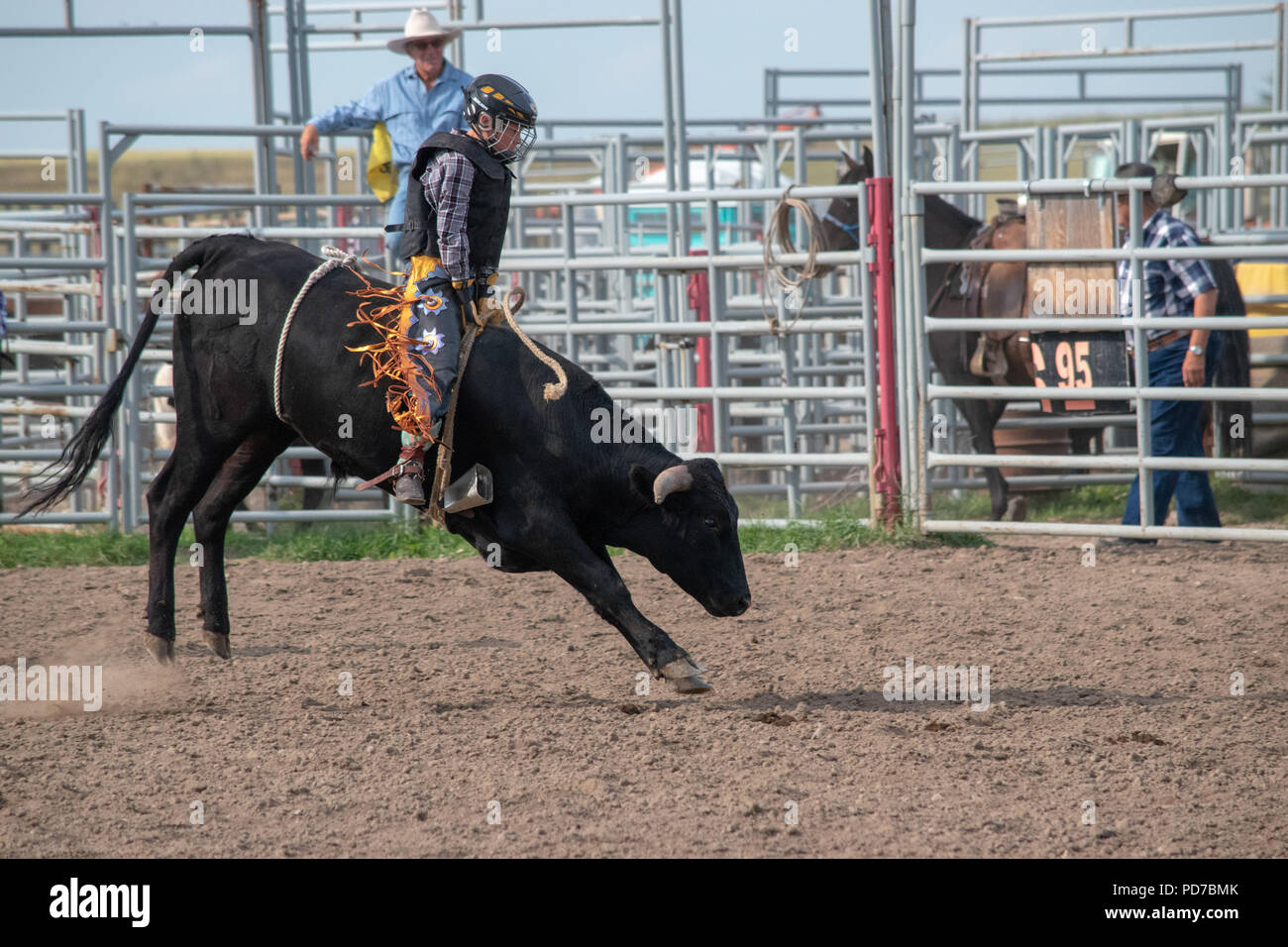 Young boy competes in the steer riding competition at the Nanton Nite ...