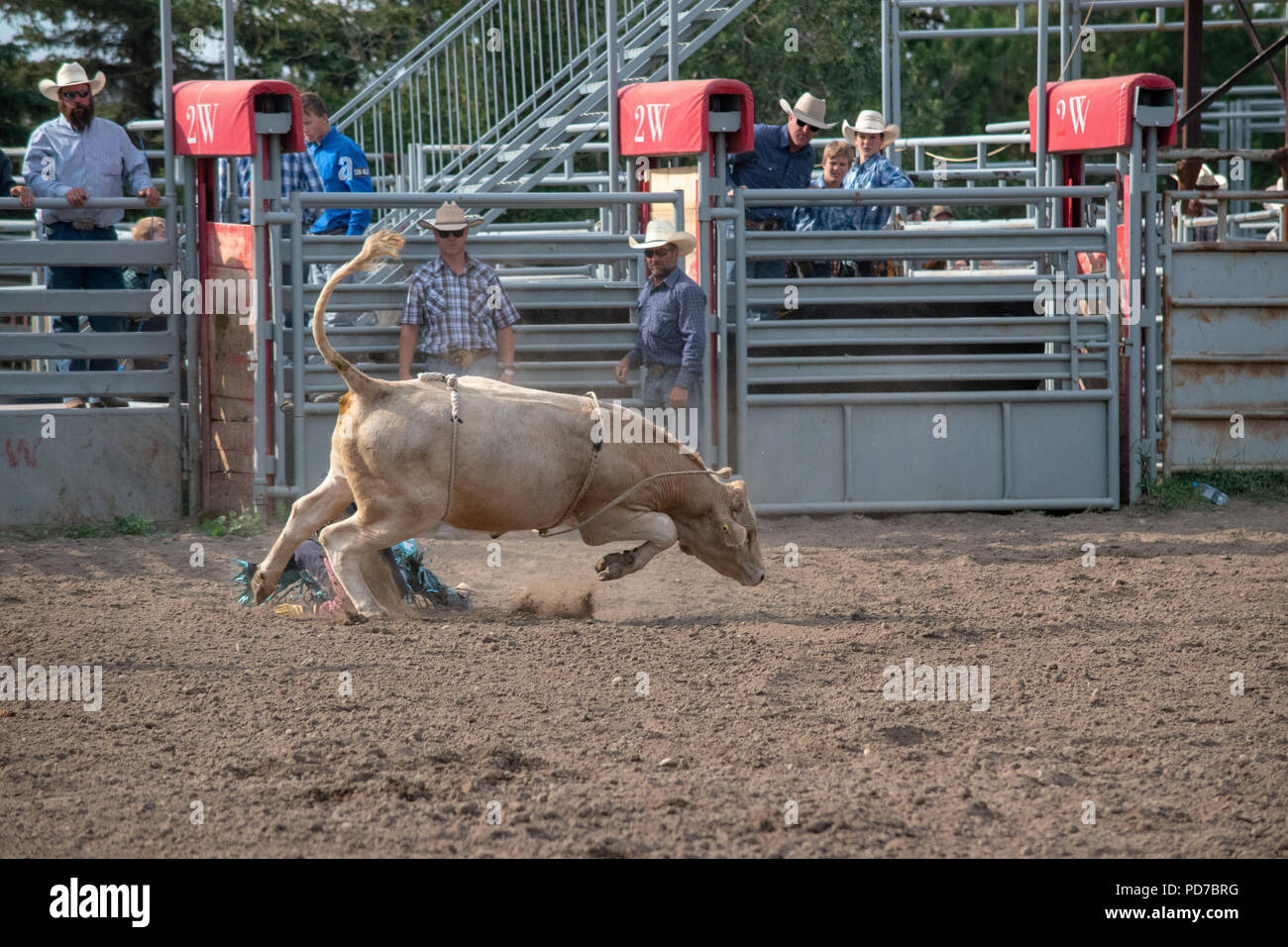 Young boy competes in the steer riding competition at the Nanton Nite ...