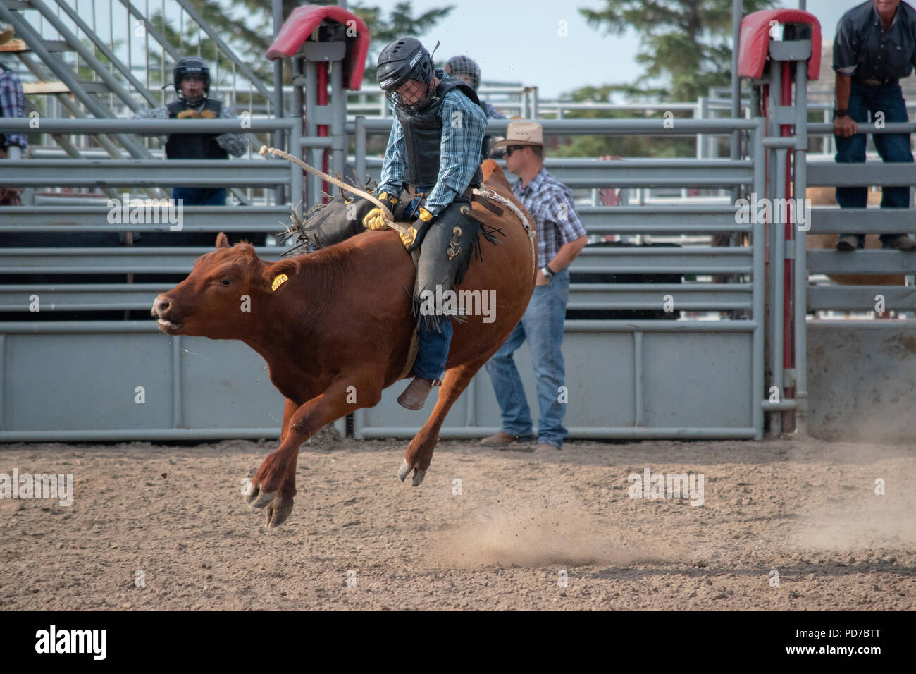 Young boy competes in the steer riding competition at the Nanton Nite ...