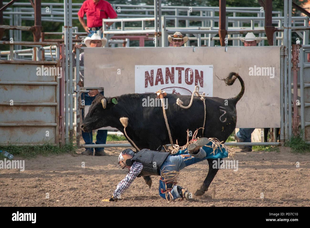 Young boy competes in the steer riding competition at the Nanton Nite ...