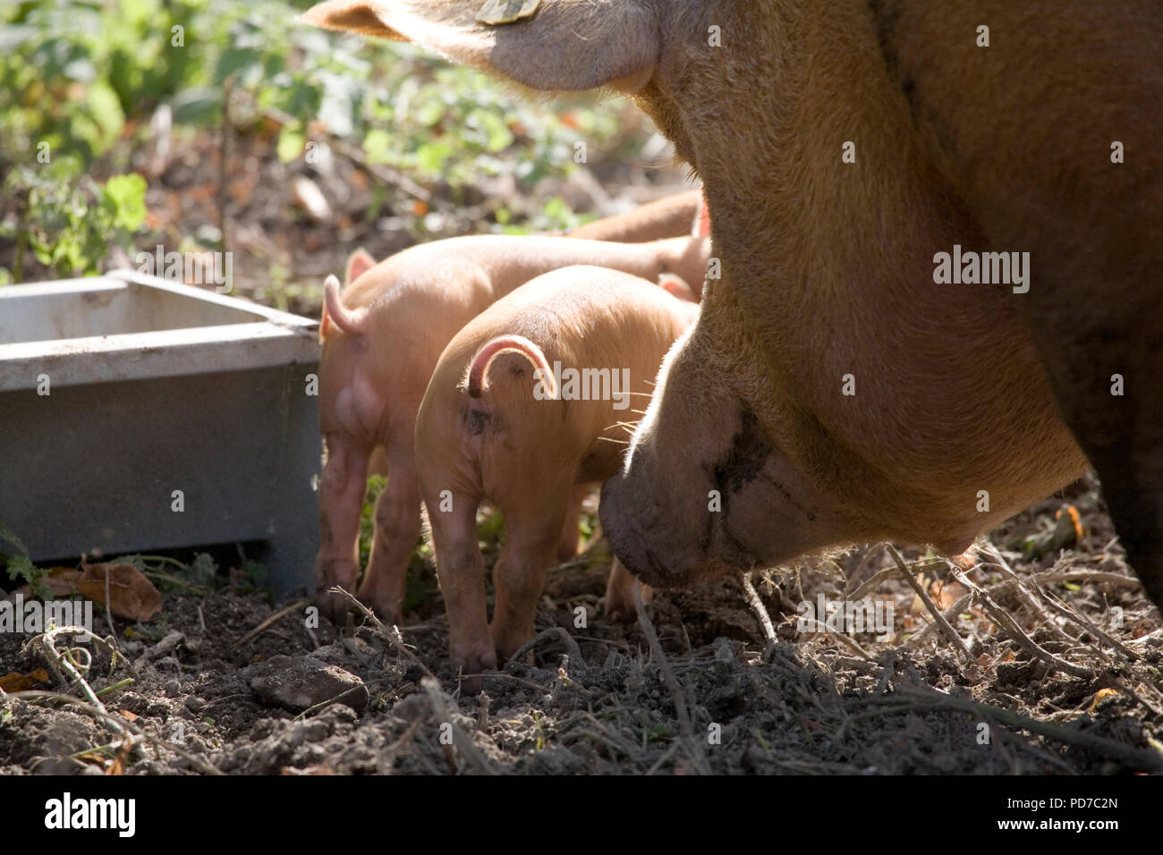 Tamworth sow piglets hi-res stock photography and images - Alamy