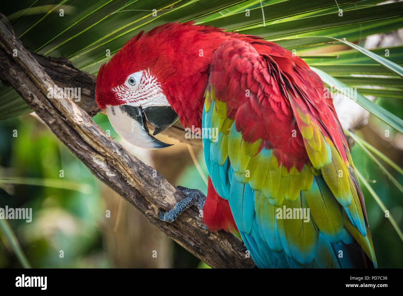 A colorful red-and-green macaw (also known as a green-winged macaw) at ...