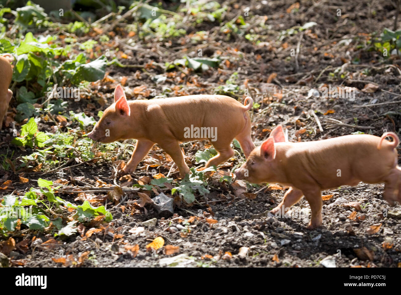 Ginger piglets hi-res stock photography and images - Alamy