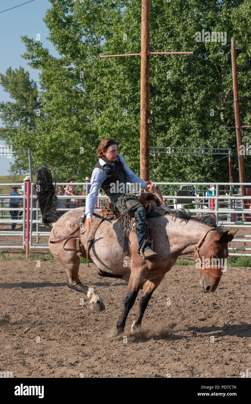 Teenage boy competes in the Saddle Bronc competition at the Nanton Nite ...