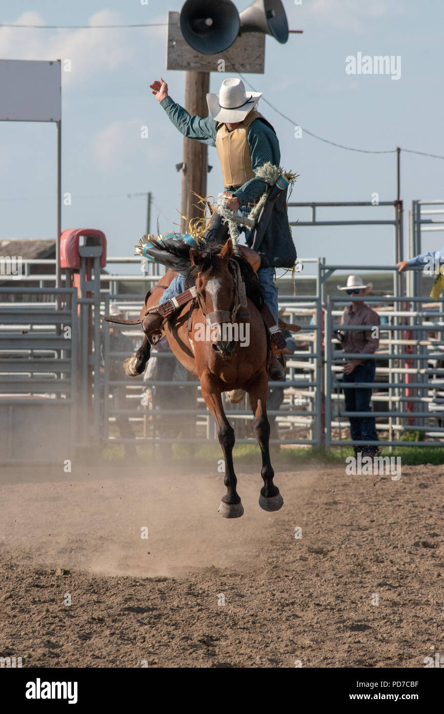 Teenage boy competes in the Saddle Bronc competition at the Nanton Nite ...