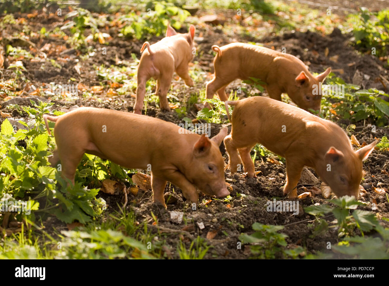 Tamworth piglets hi-res stock photography and images - Alamy