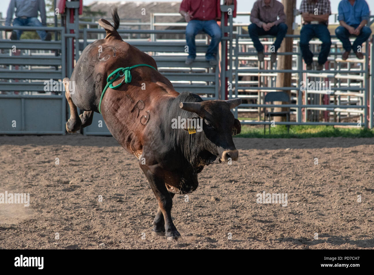 A bull rounds the corral after throwing off his rider in the Nanton ...