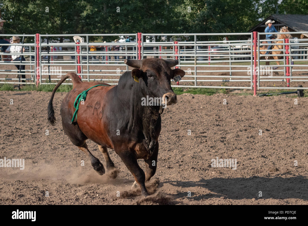 A bull rounds the corral after throwing off his rider in the Nanton ...