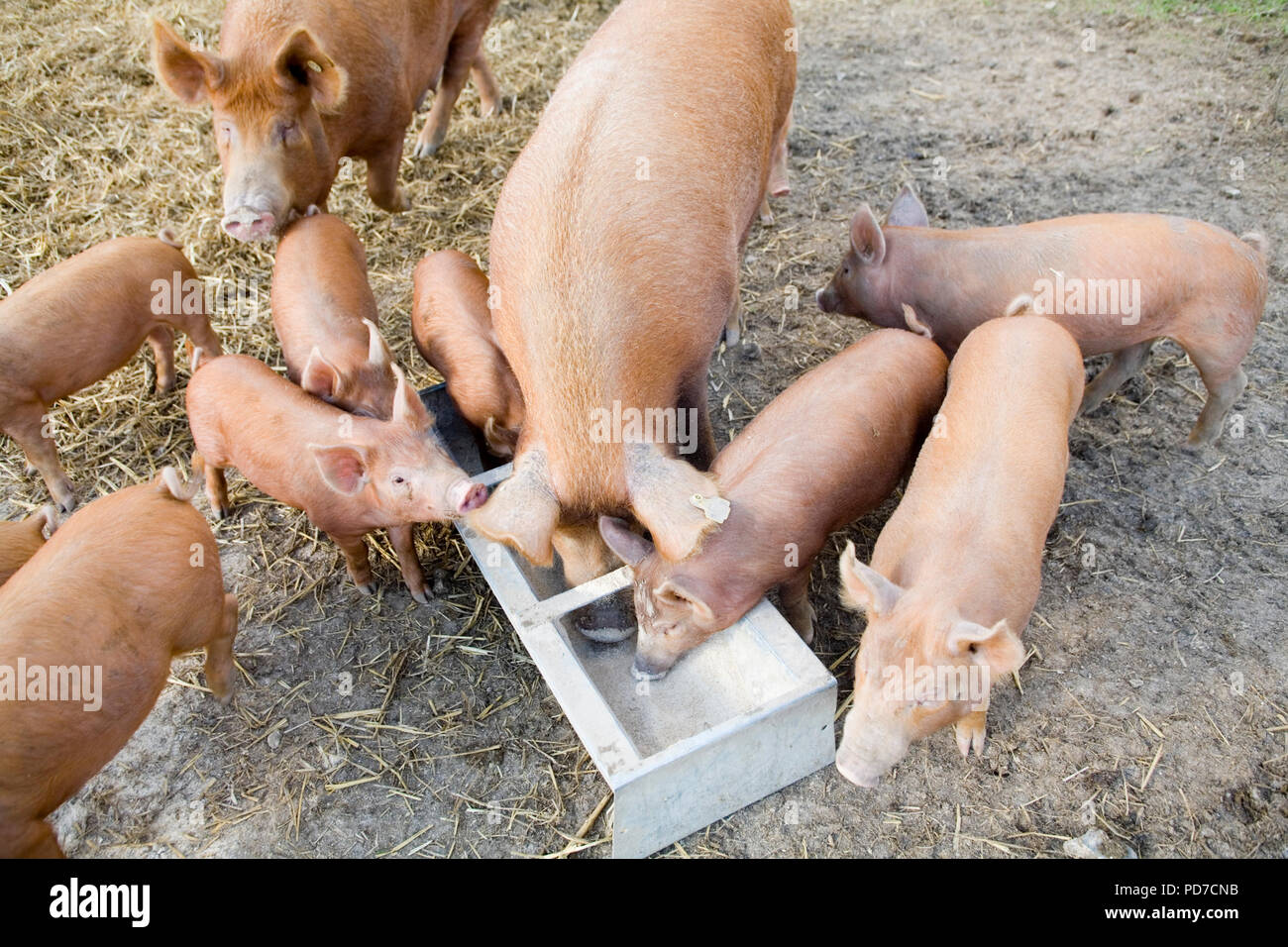 Family with pigs hi-res stock photography and images - Alamy