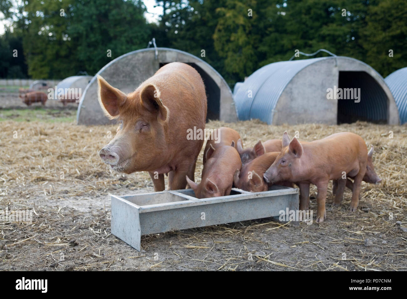 Family with pigs hi-res stock photography and images - Alamy