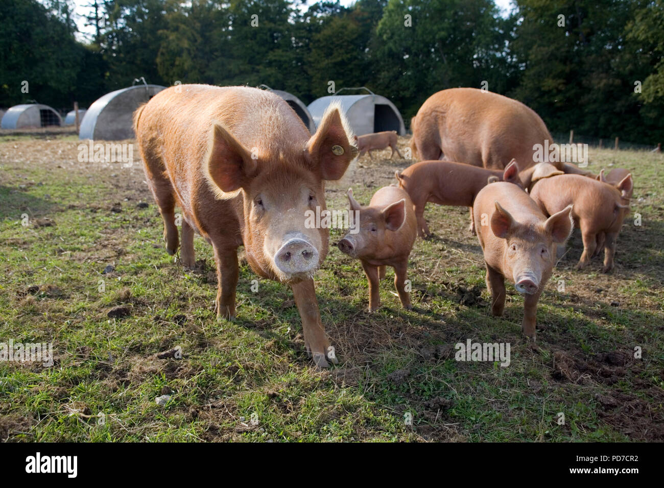 Family with pigs hi-res stock photography and images - Alamy