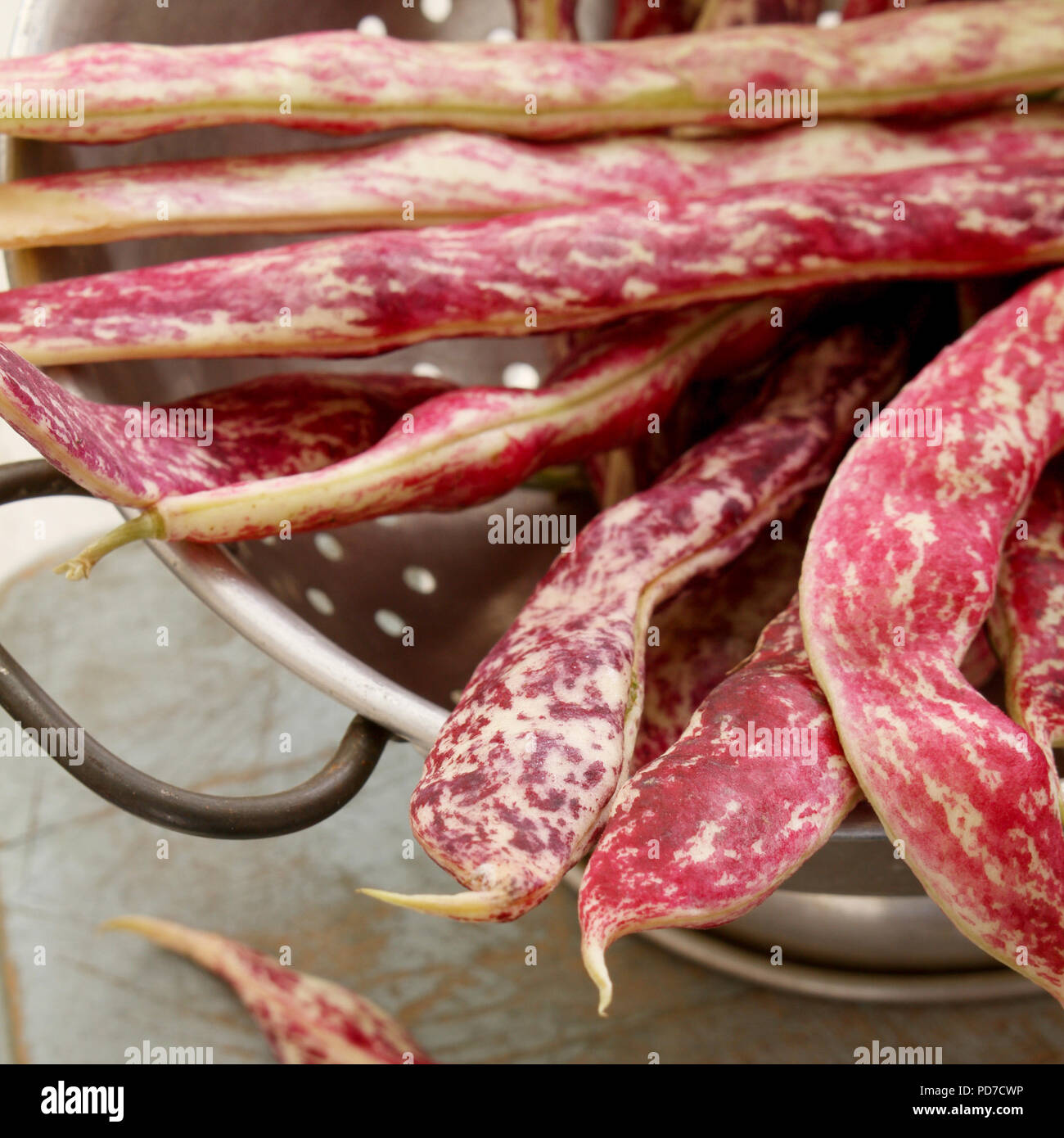 Fresh saluggia bean hi-res stock photography and images - Alamy