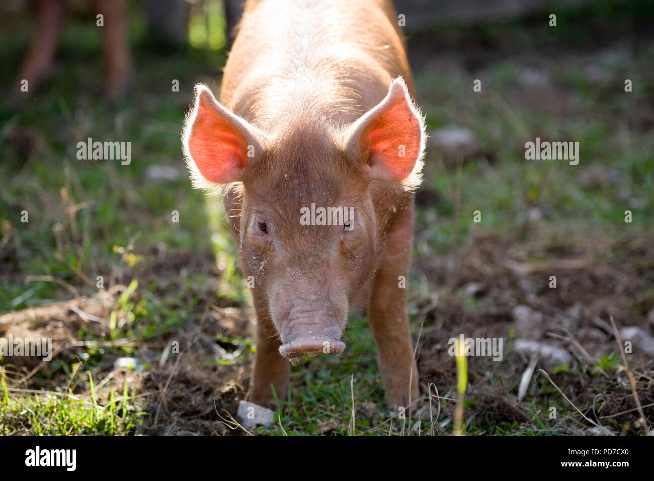 Boyton farm hi-res stock photography and images - Alamy