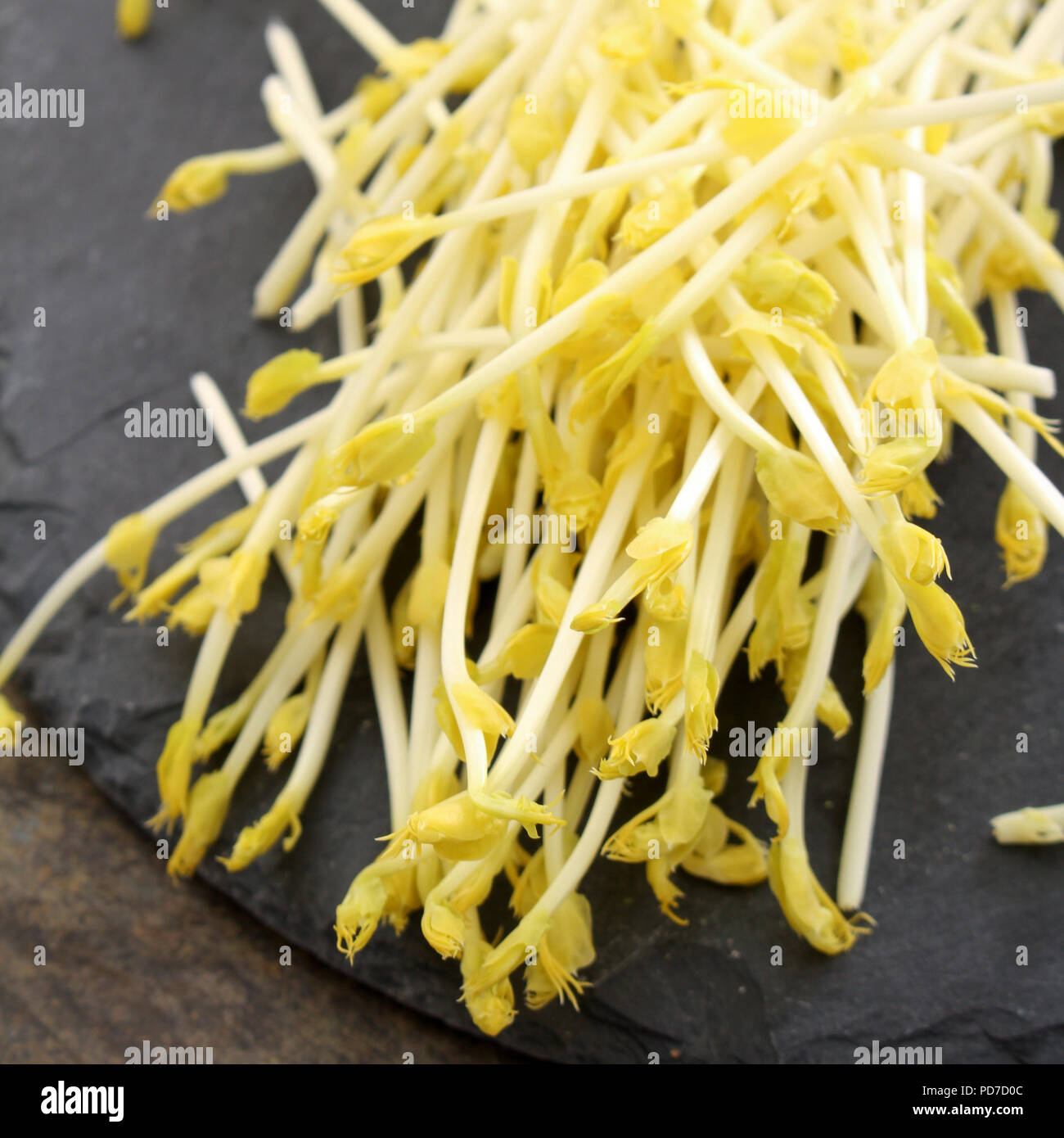 sprouting sweet corn shoots Stock Photo - Alamy