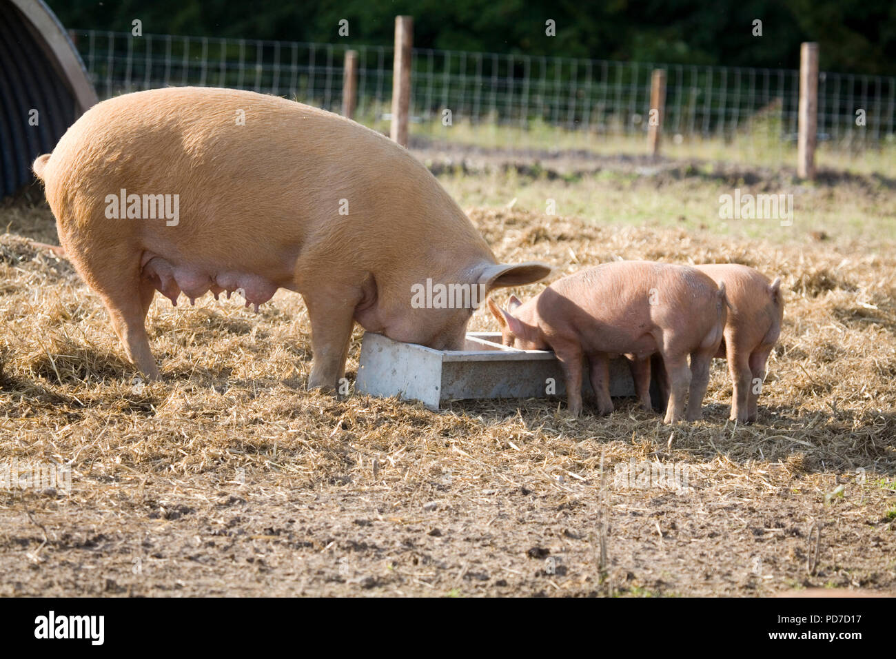 Mother and baby piglets feeding Stock Photo - Alamy