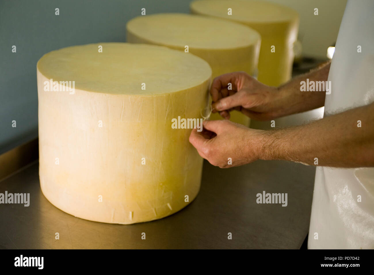 Cheddar cheese production Stock Photo - Alamy