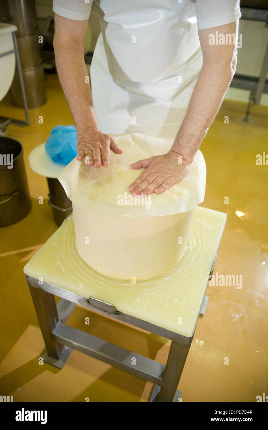 Cheddar cheese production Stock Photo - Alamy