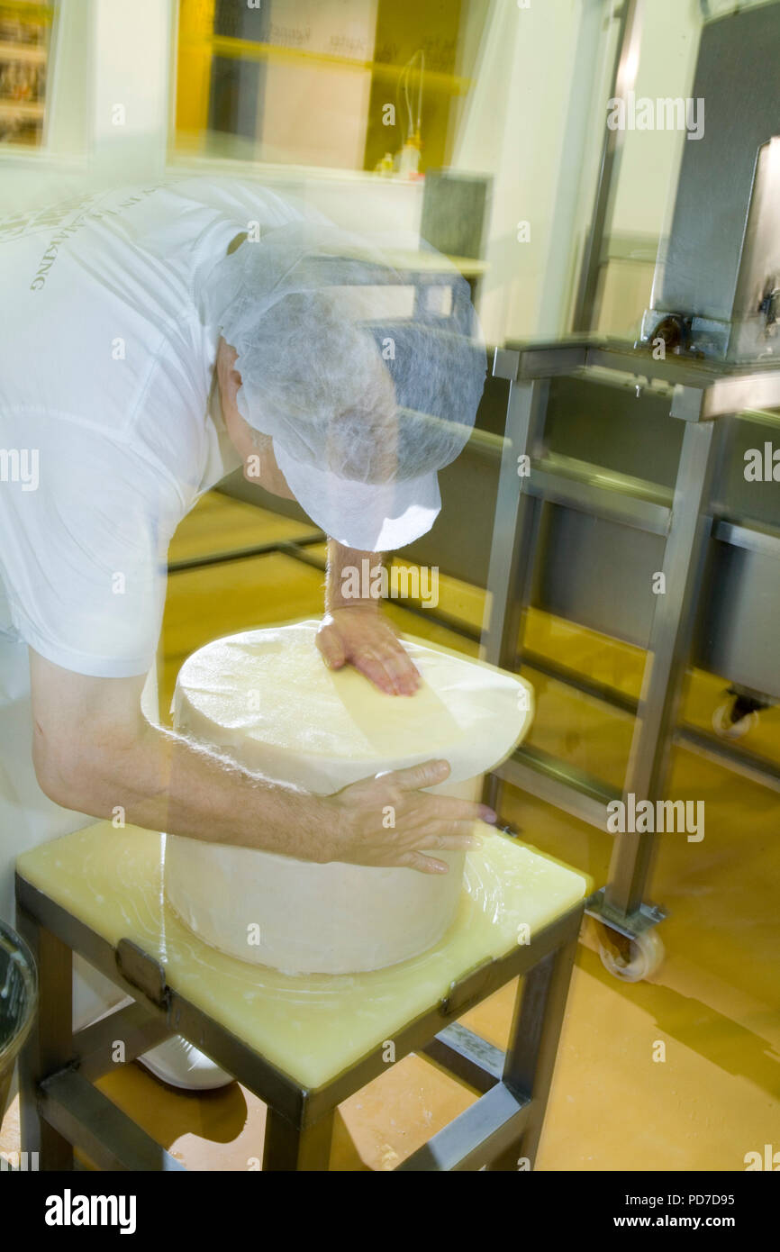 Cheddar cheese production Stock Photo - Alamy