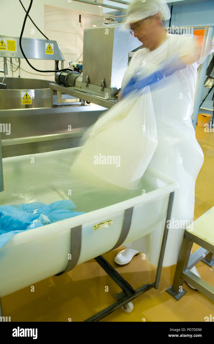 Cheddar cheese production Stock Photo - Alamy