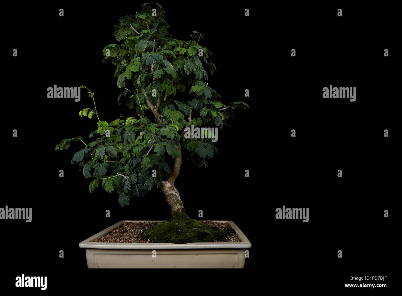 Brazilian rain forest tree bonsai Stock Photo - Alamy