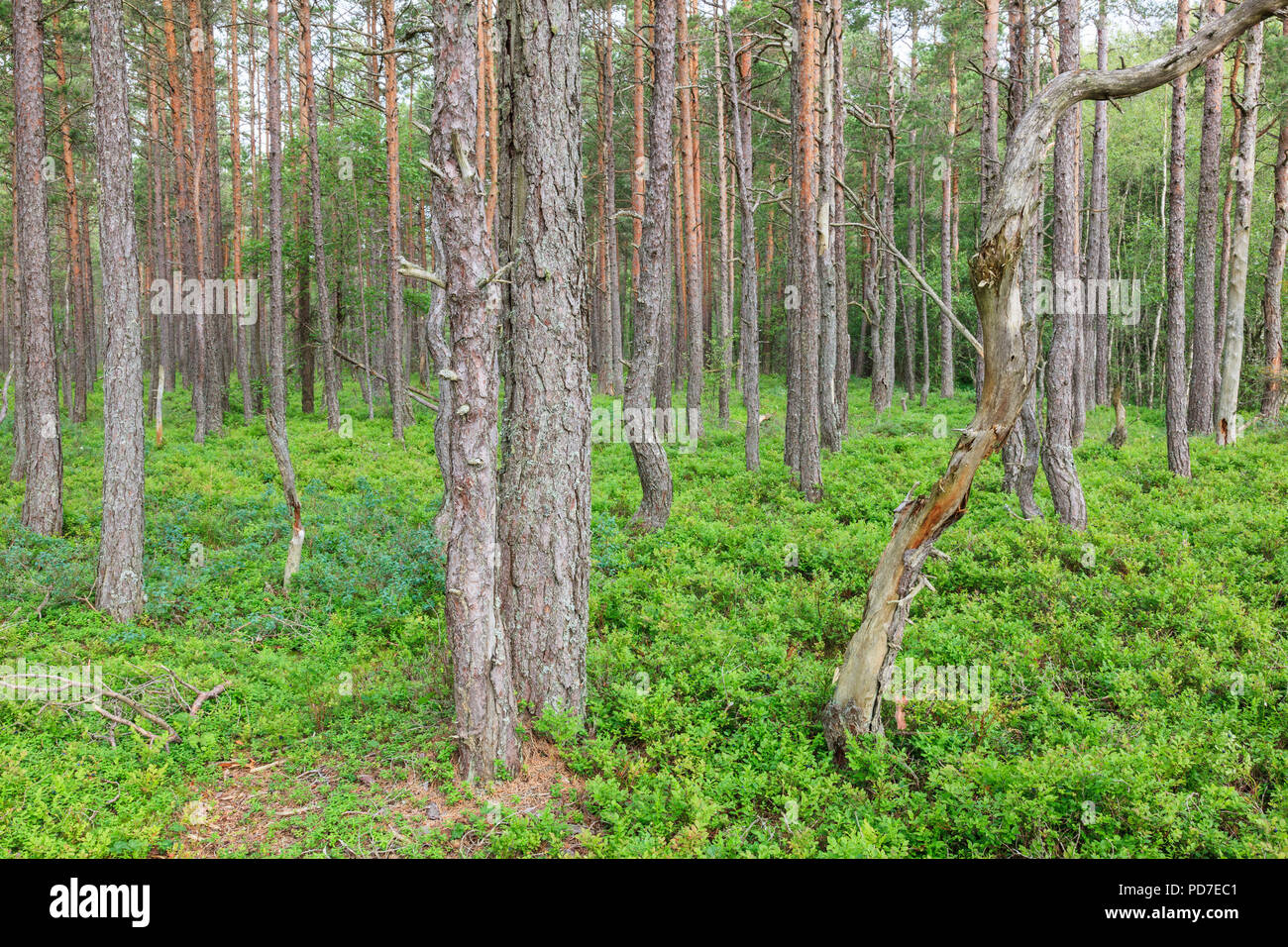 Non coniferous boreal forest hi-res stock photography and images - Alamy