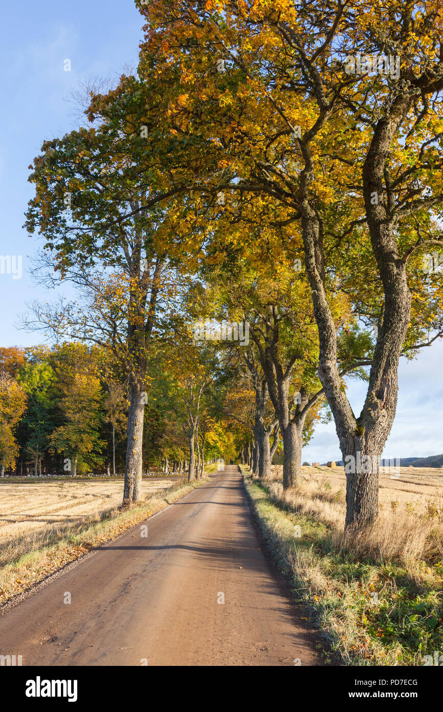 Country road with trees in countryside landscape Stock Photo - Alamy
