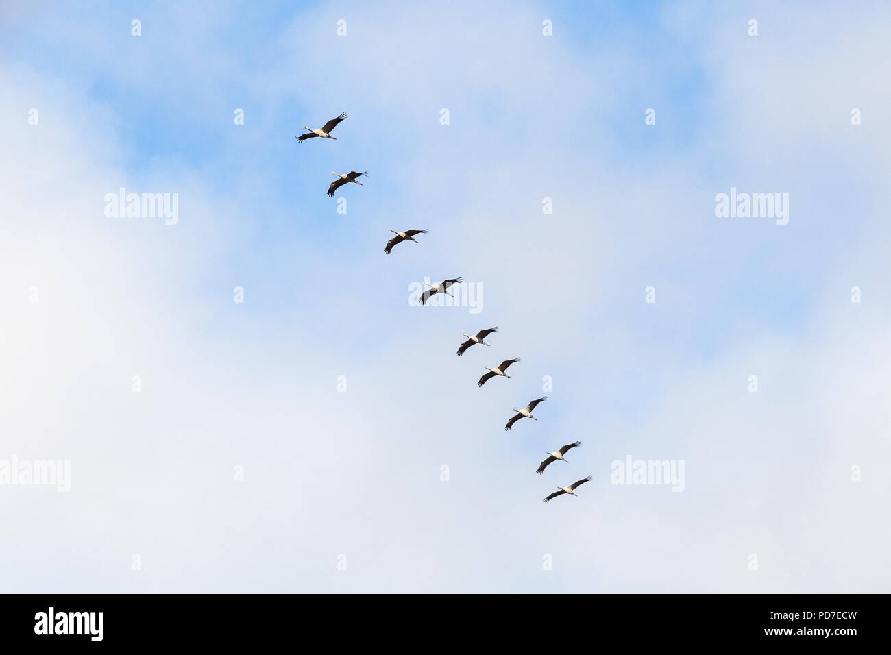Cranes flying in the sky Stock Photo - Alamy