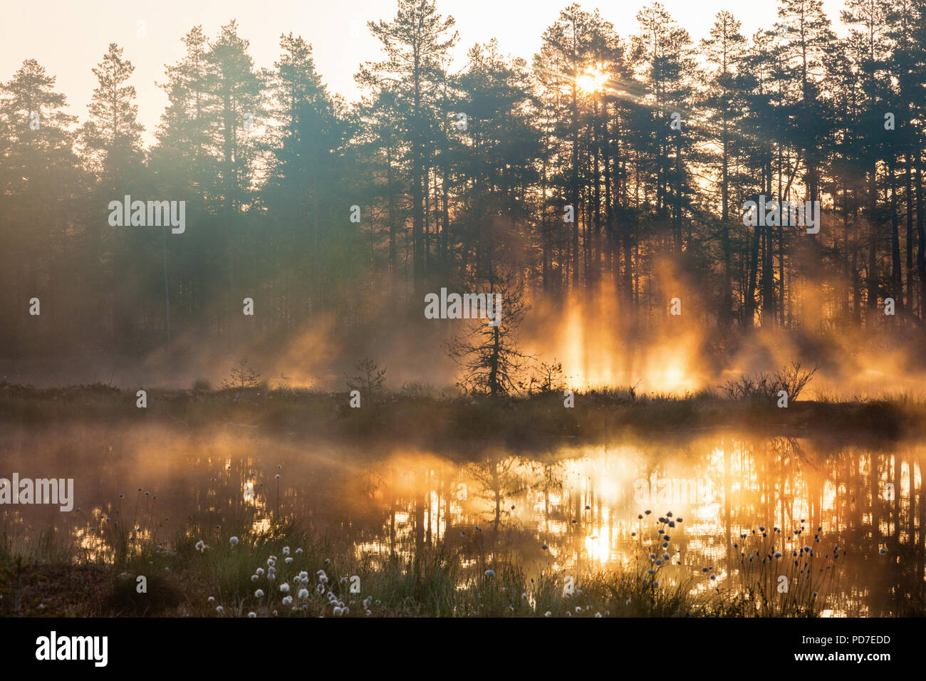 Sun through woods hi-res stock photography and images - Alamy